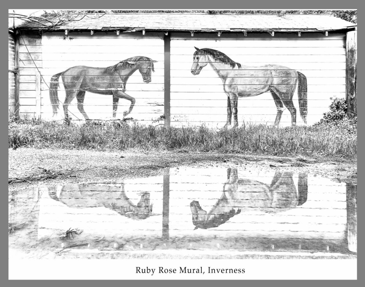 Point Reyes Coloring Book | GALLERY ROUTE ONE